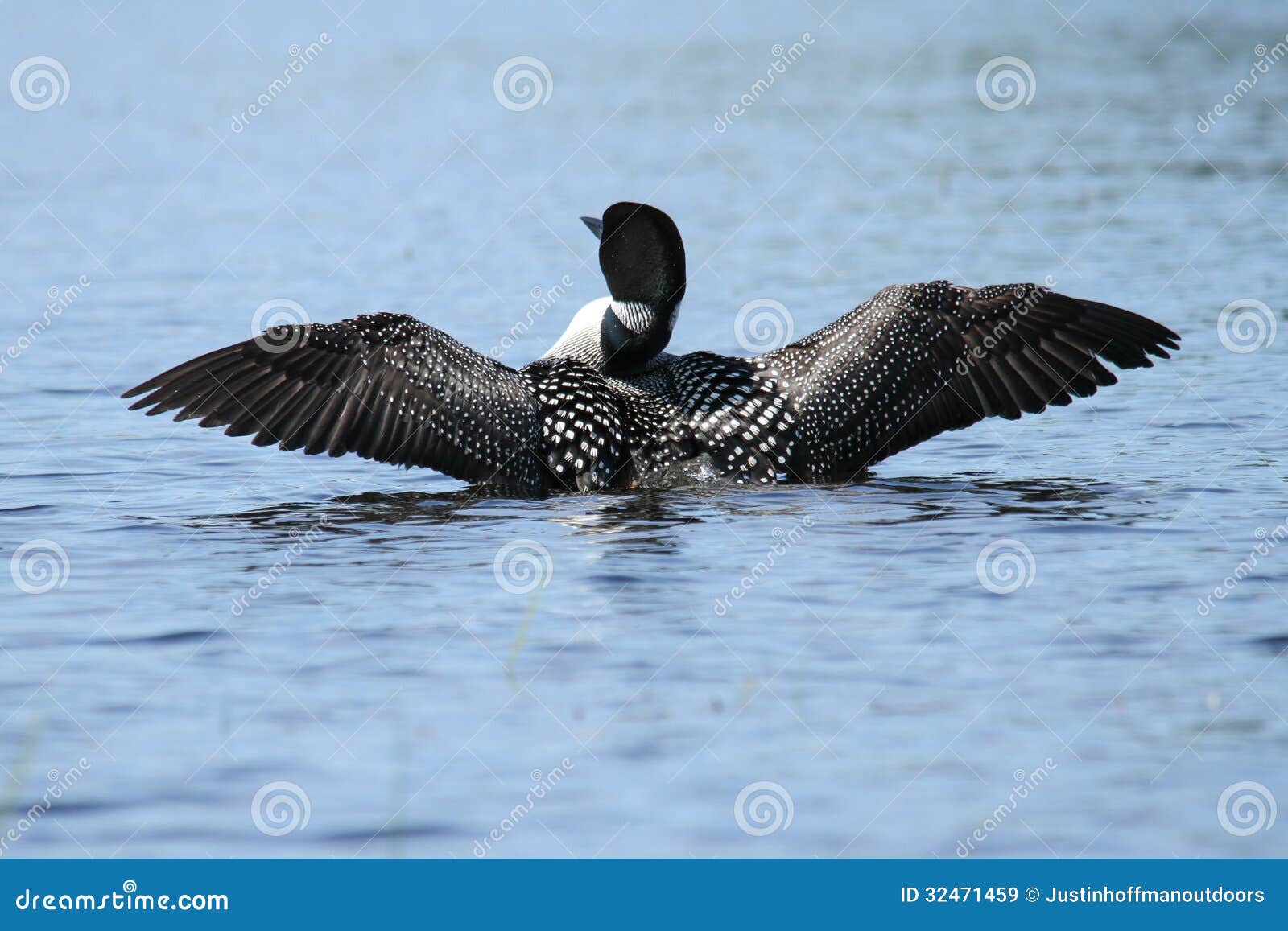 Common Loon Blue Lake Winnipesaukee Eyes Stock Photography ...