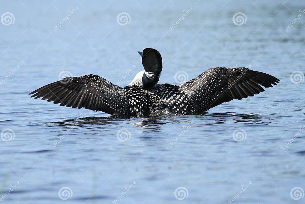 Common Loon Wing Stretch stock image. Image of calm, stretch - 32471459