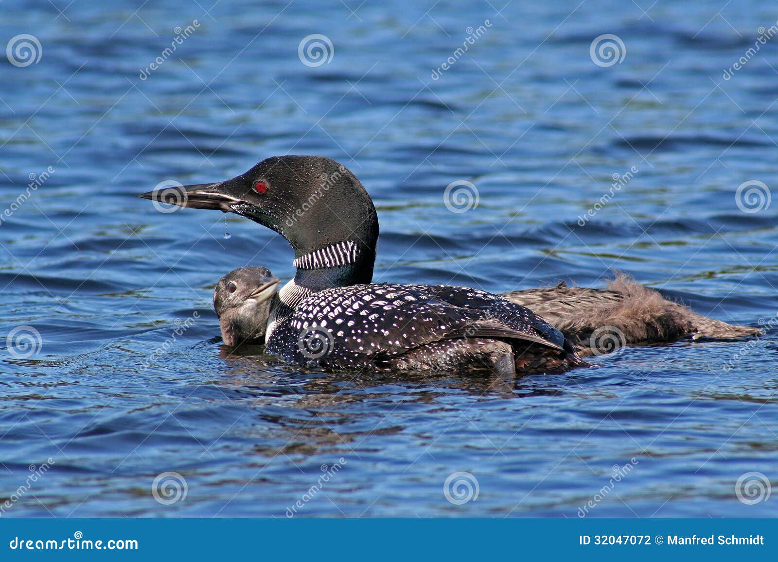 Common Loon stock photo. Image of ontario, child, feathers - 32047072
