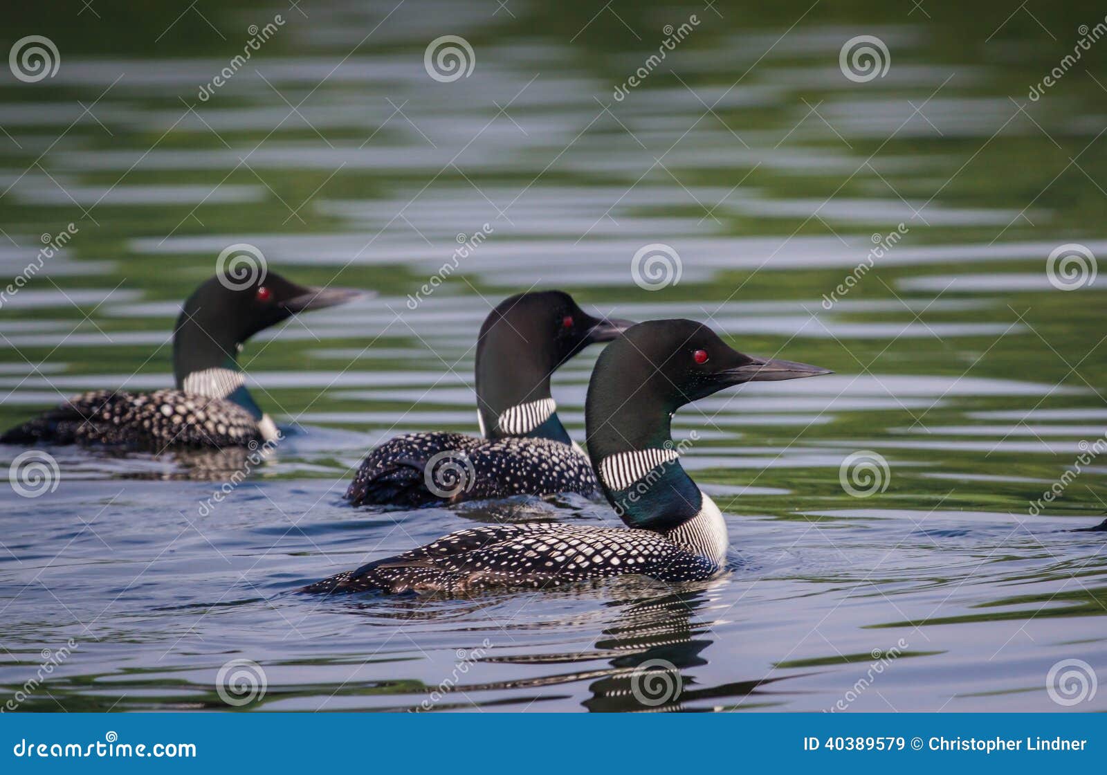 Common Loons stock image. Image of canada, america, wildlife - 40389579