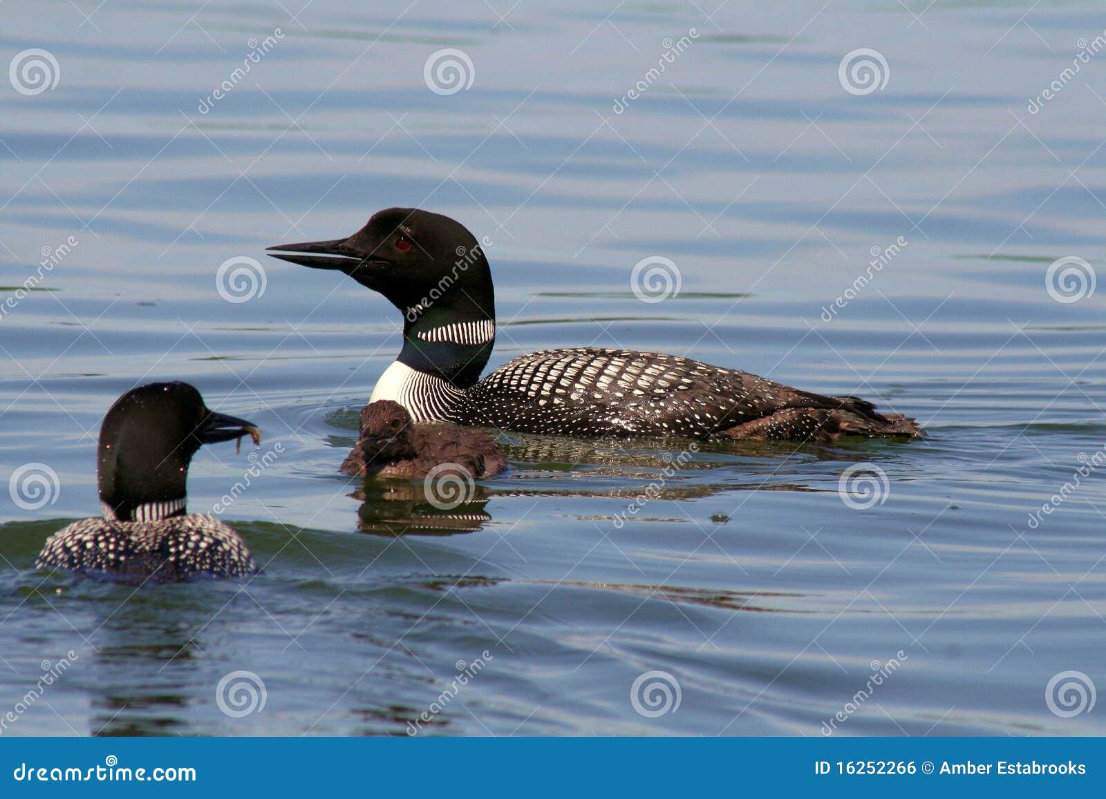 Common Loons Feeding Chick stock photo. Image of fish - 16252266