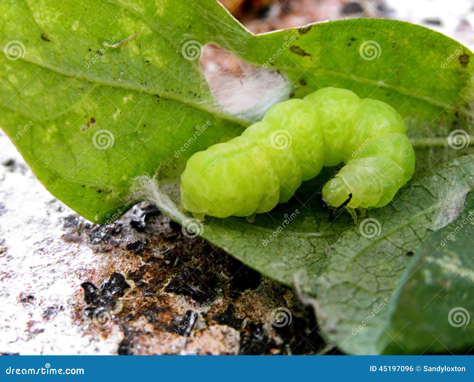 Common Looper Moth 2 stock photo. Image of autographa - 45197096