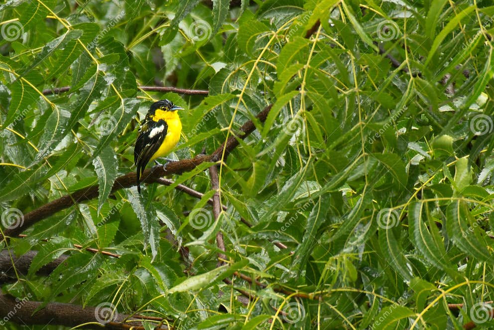 Common Lora on the branch stock image. Image of green - 332220877