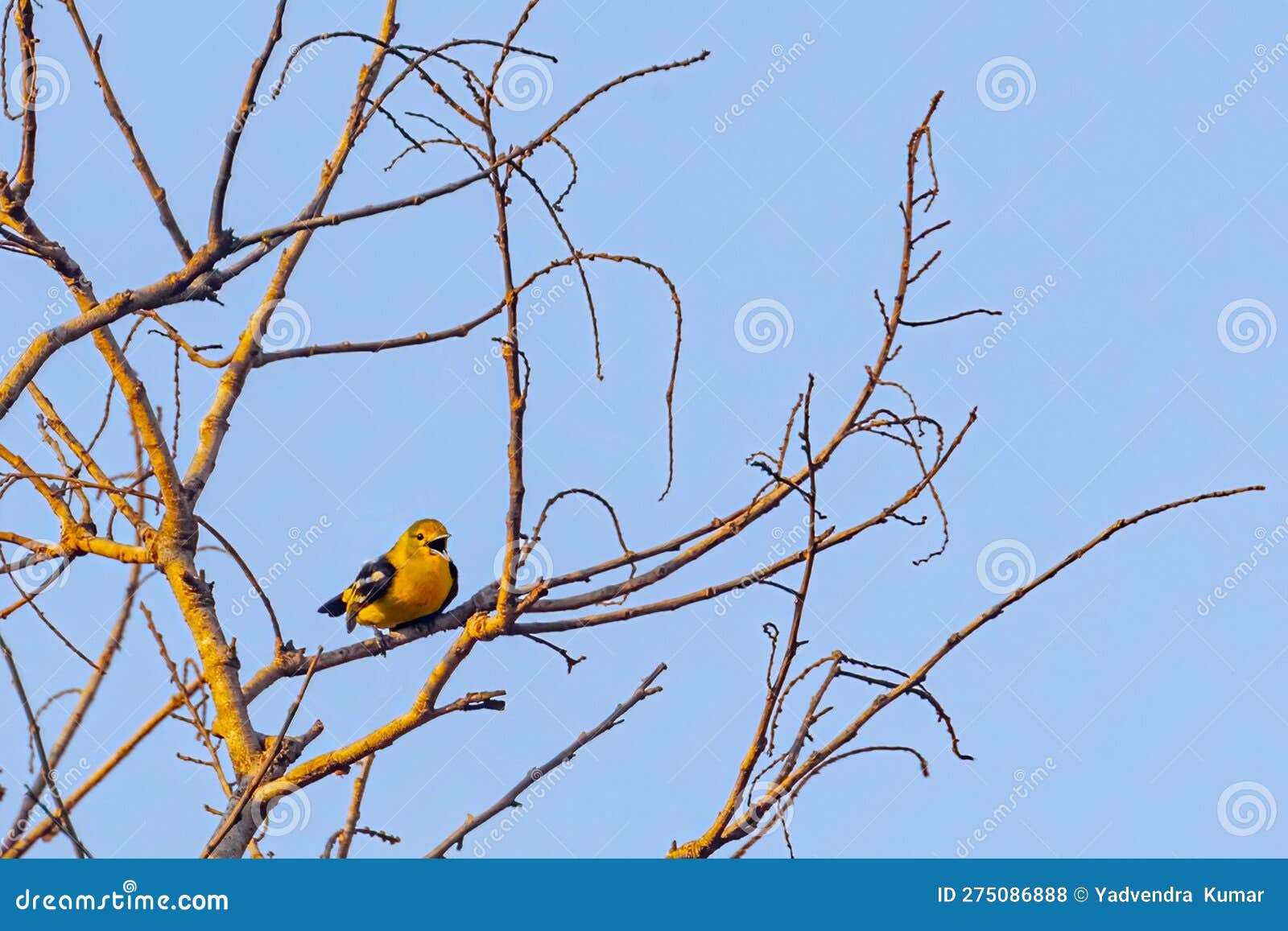 A Common Lora calling stock photo. Image of forest, branch - 275086888