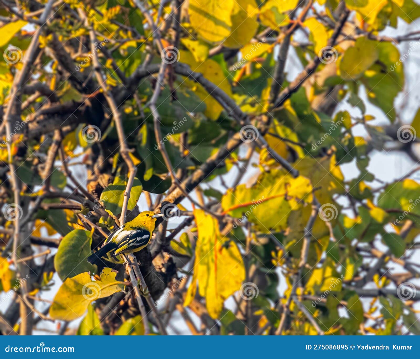 A Common Lora looking back stock image. Image of feather - 275086895