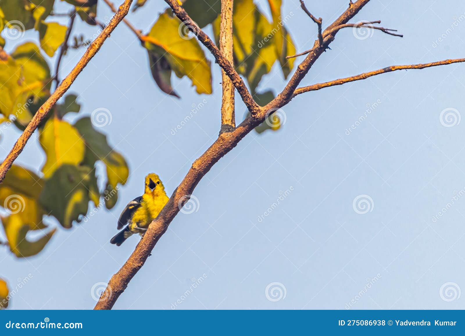 A Common Lora singing stock photo. Image of green, beautiful - 275086938