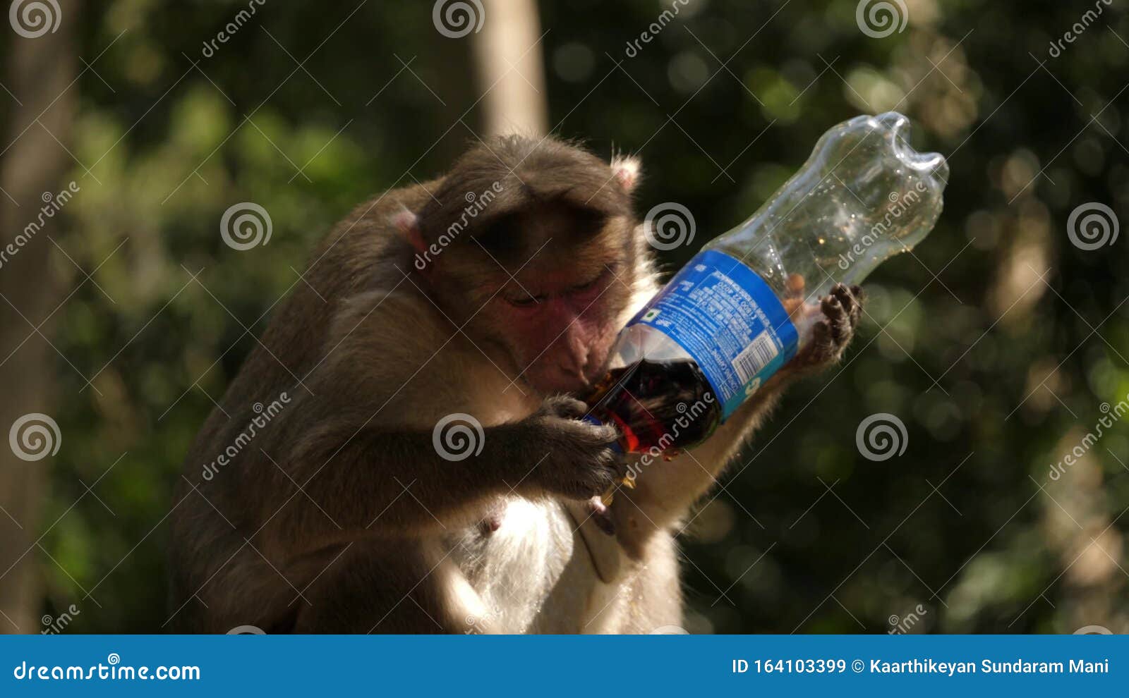 A Common Macaque Monkey Drinking Soda from a Plastic Pet Bottle Sitting ...
