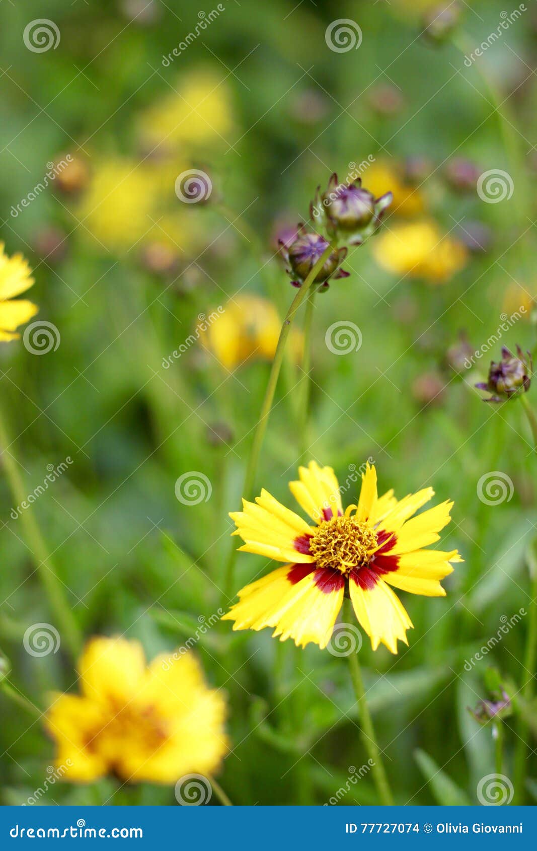 Common madia stock photo. Image of macro, backlit, blooming - 77727074