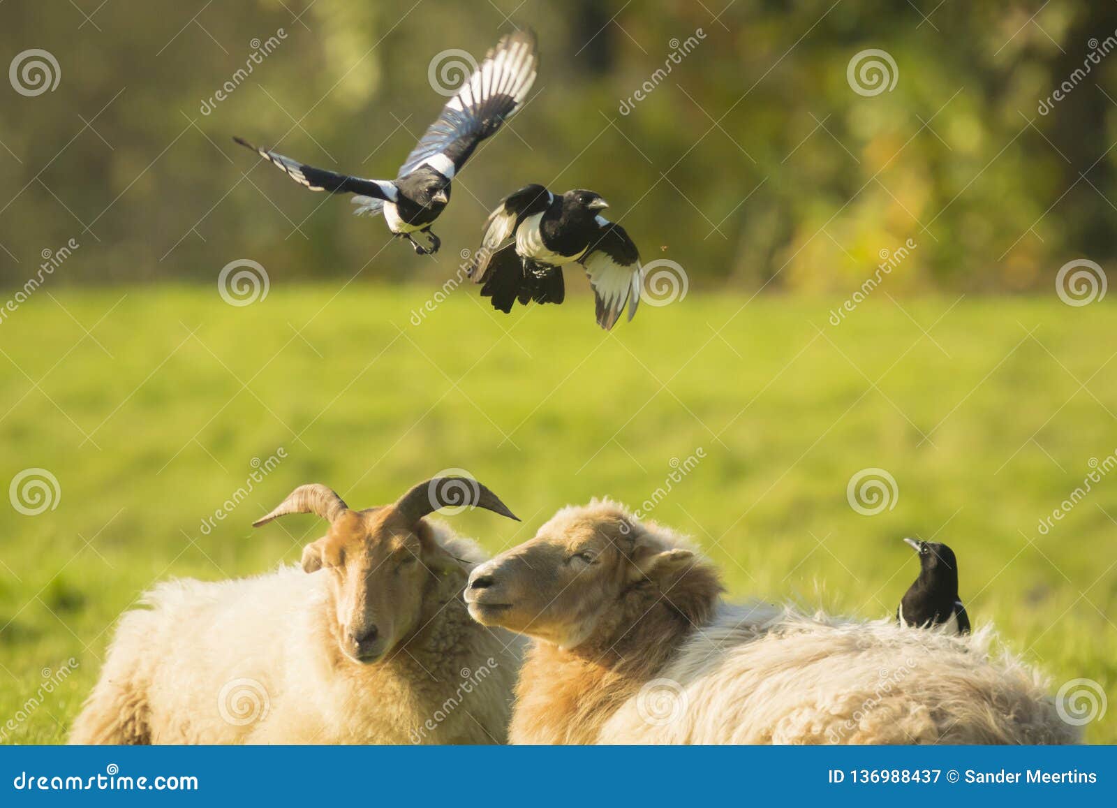 Common Magpie Birds, Pica Pica, Playing on Resting and Sleeping Sheeps ...