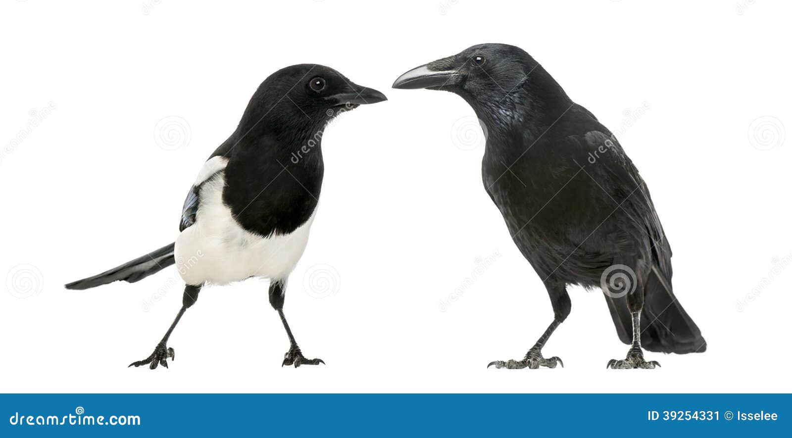 Magpie Crow Eats Food. Feathered Fauna Royalty-Free Stock Photography ...