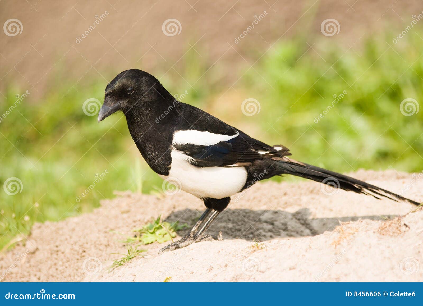 Common Magpie or European Magpie Stock Photo - Image of wild, white ...