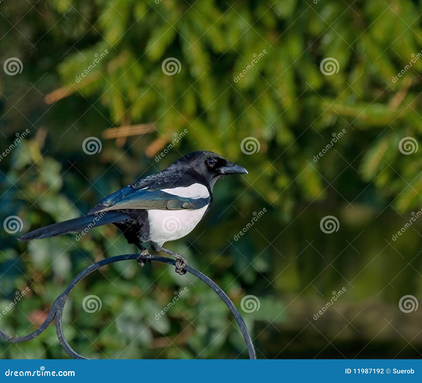 Common Magpie on Feeder stock photo. Image of bird, nature - 11987192