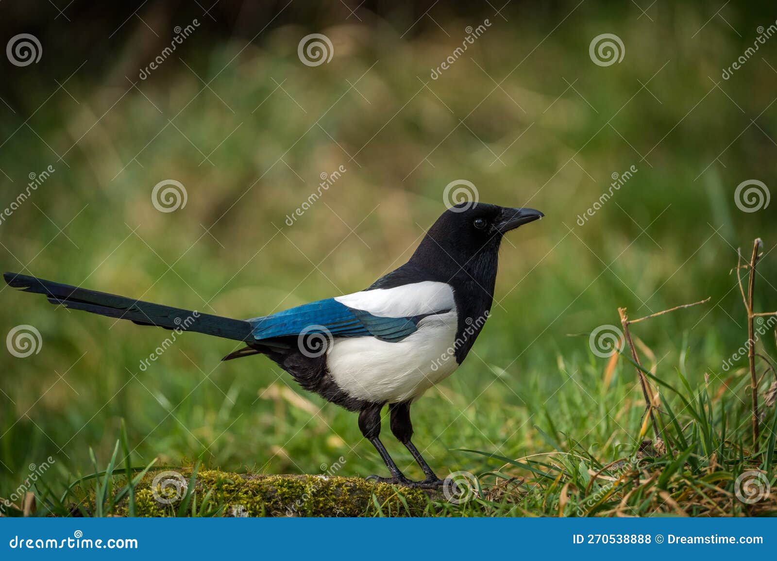 Common Magpie in the Meadow in Nature Stock Photo - Image of white ...