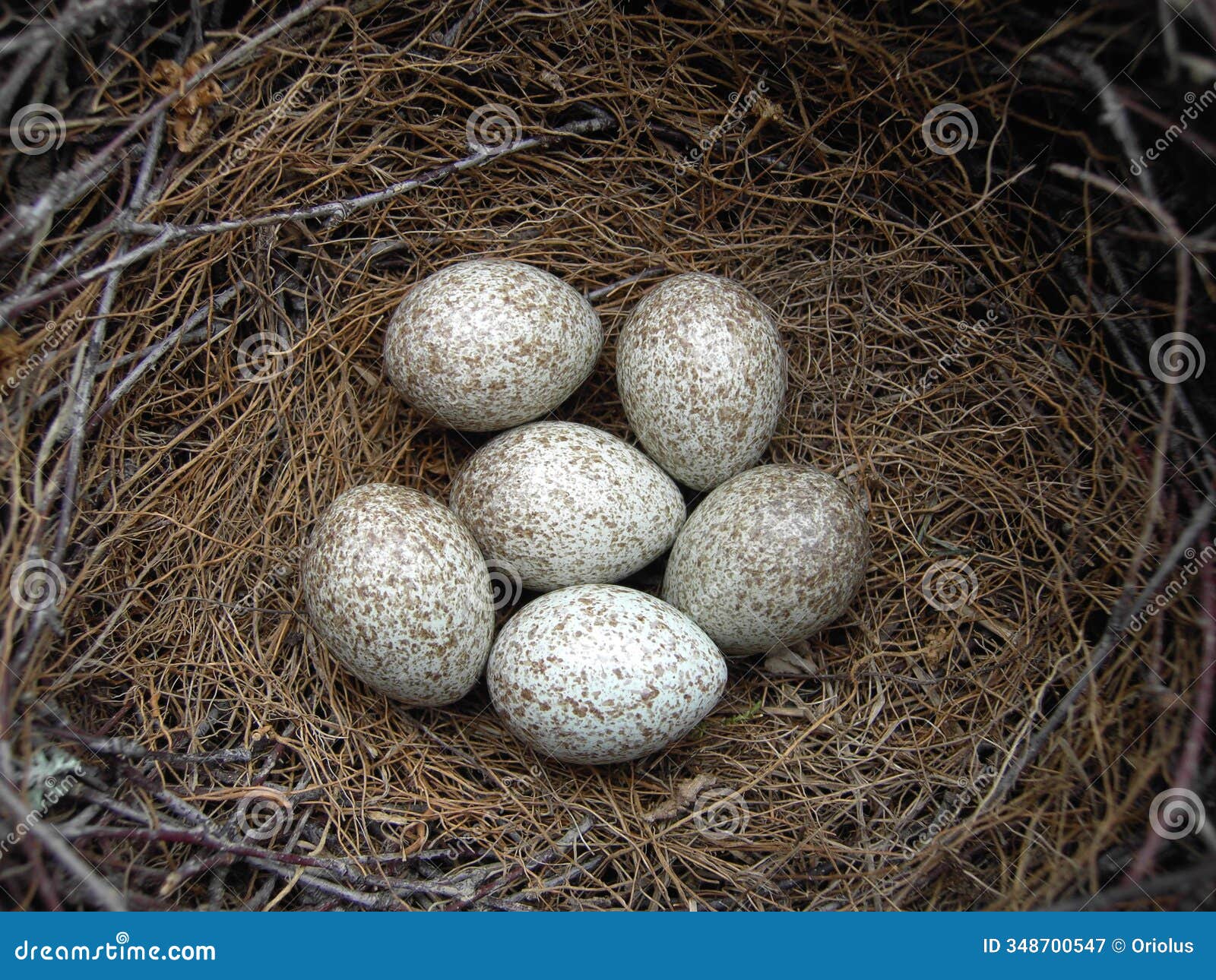 Common Magpie Nest and Eggs Stock Illustration - Illustration of ...