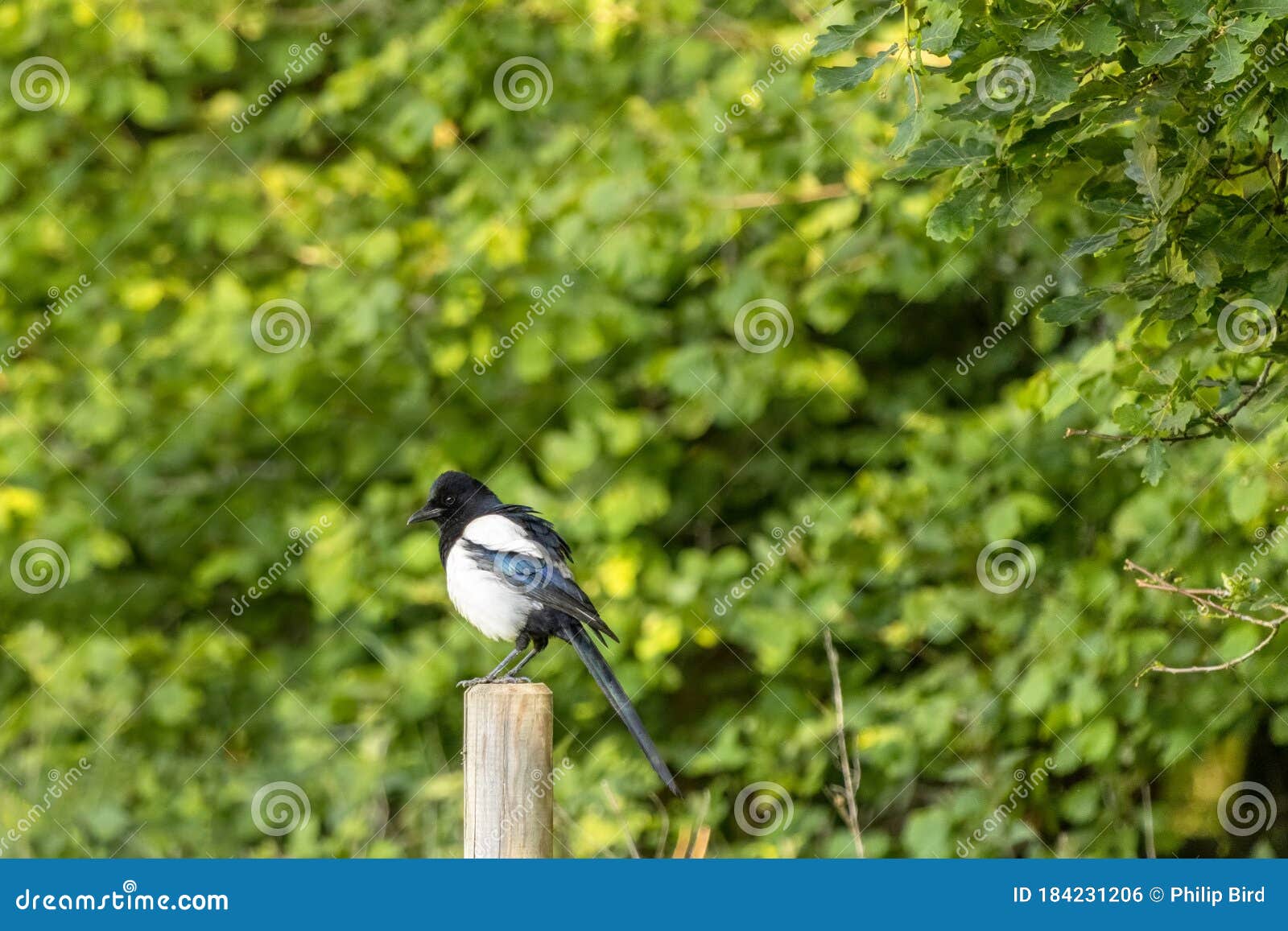 Common Magpie Perched on a Wooden Post Stock Photo - Image of european ...