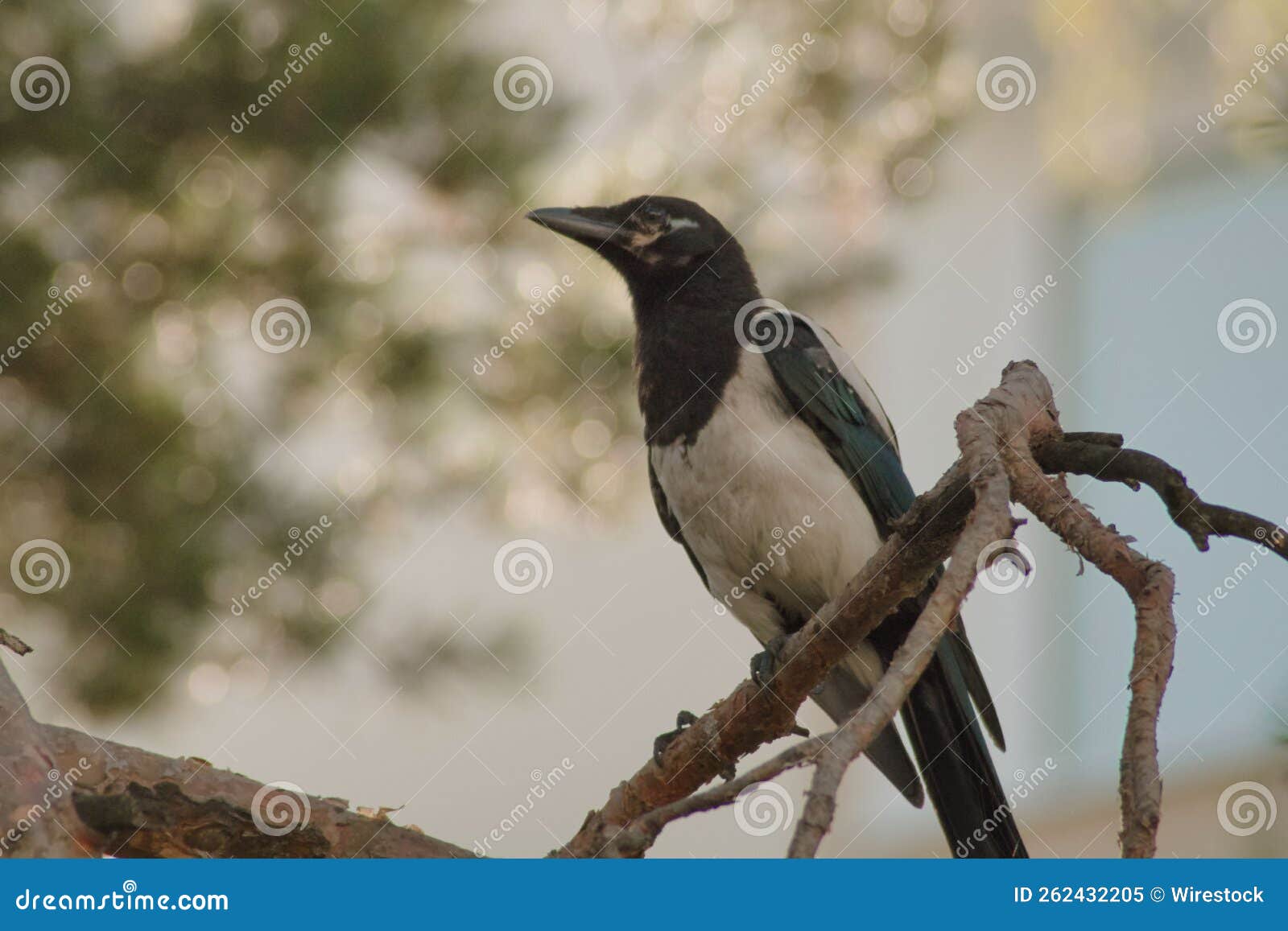 Common Magpie (Pica Pica) on a Branch Stock Image - Image of feather ...
