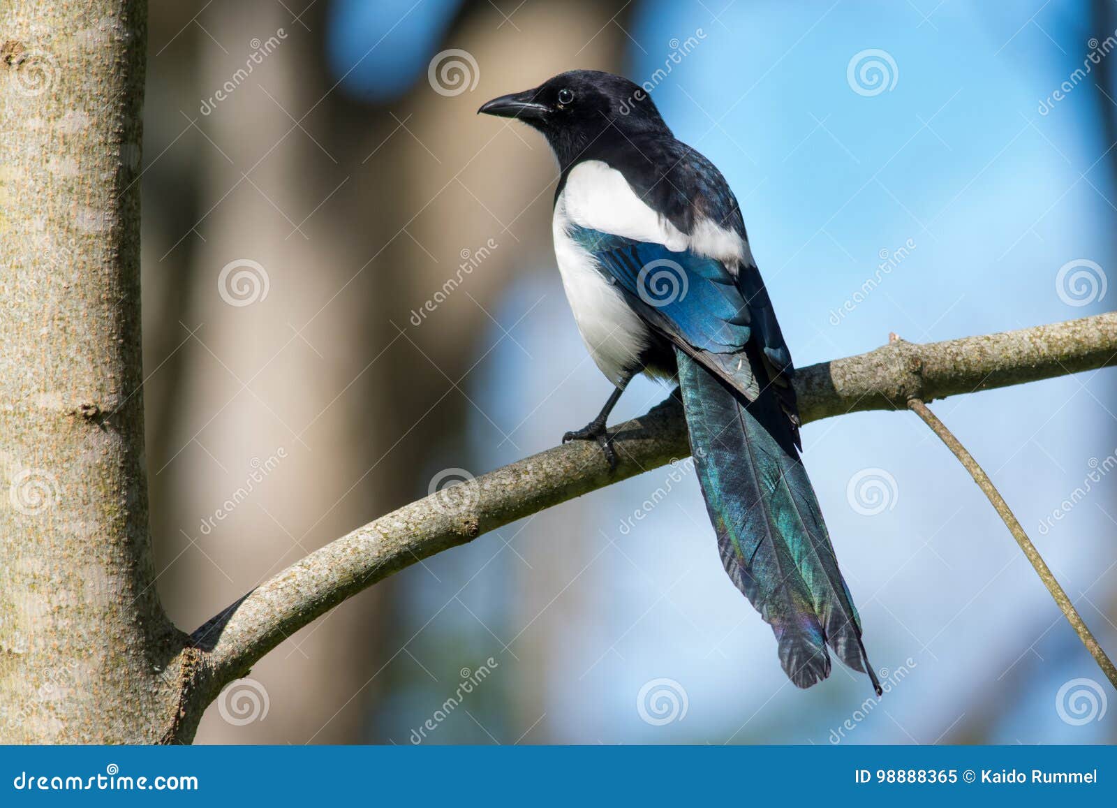 Magpie stock image. Image of perch, blue, staring, spruce - 98888365