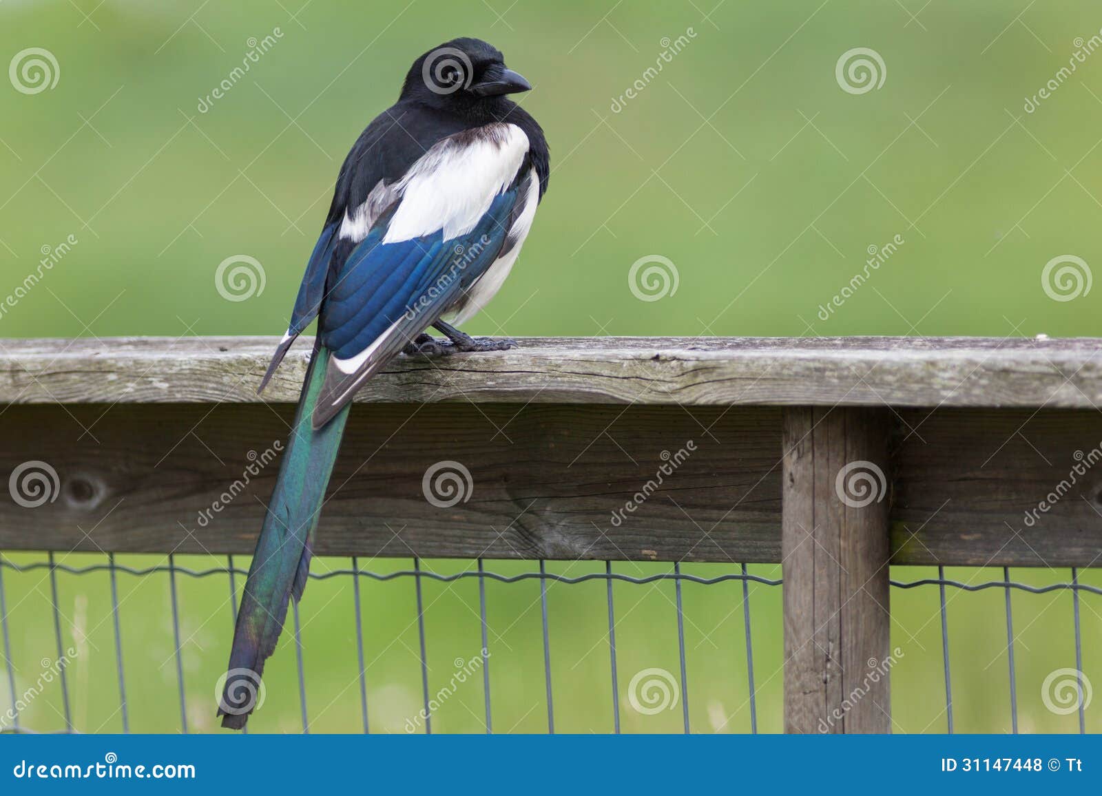 Common Magpie stock photo. Image of wildlife, railing - 31147448