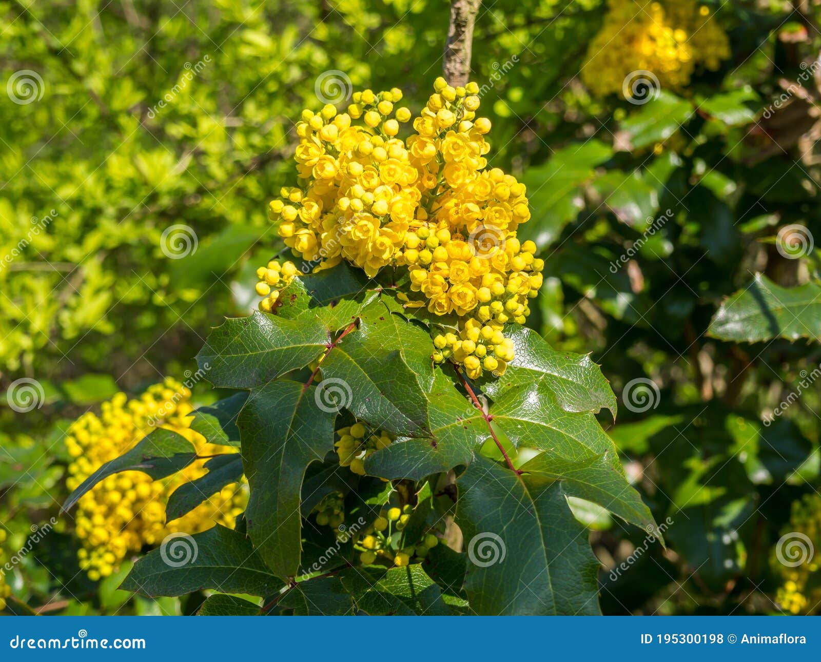 Common Mahonia Flower in the Park Stock Photo - Image of flora, yellow ...