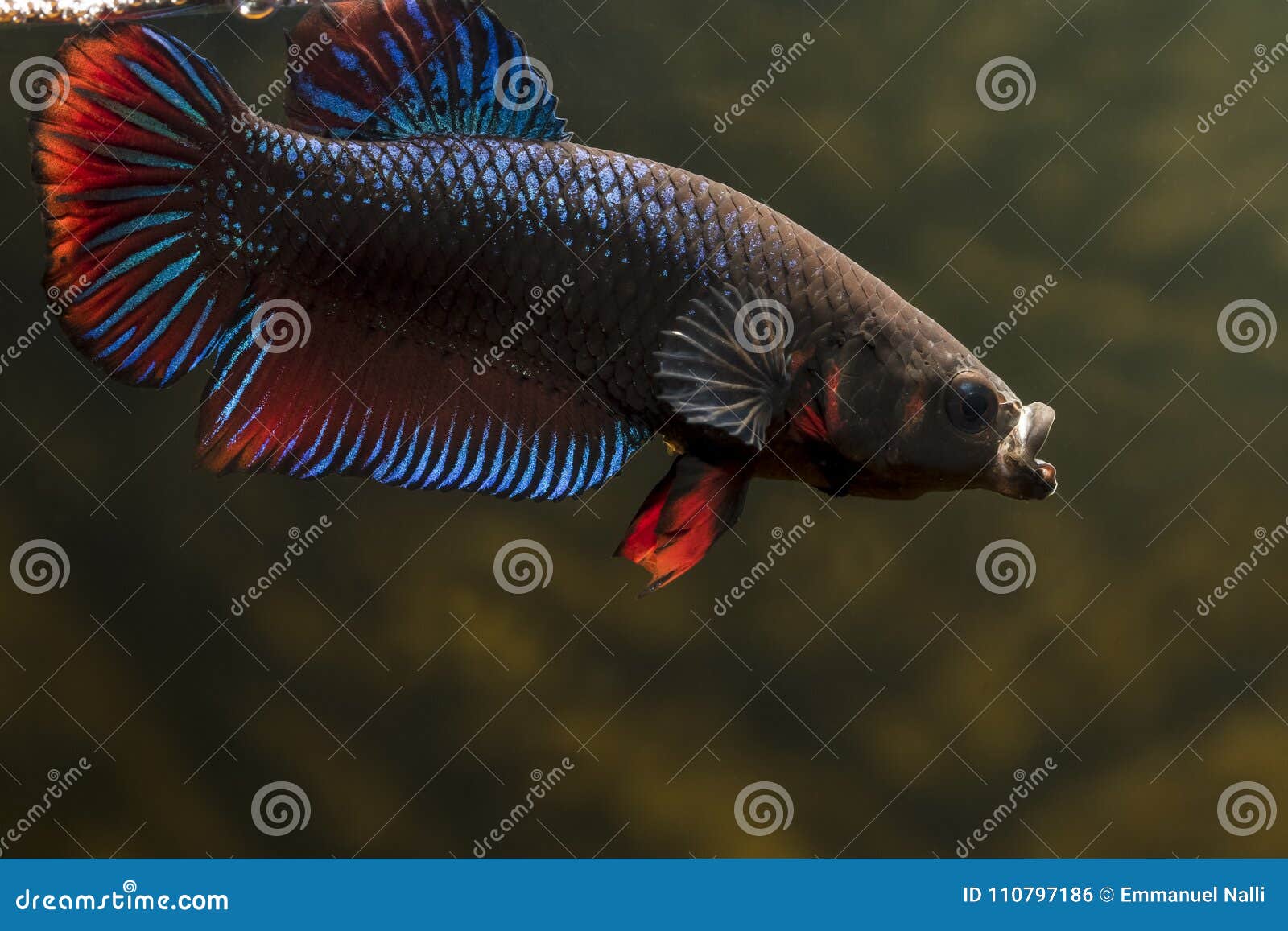 Common male betta fish stock photo. Image of exotic - 110797186