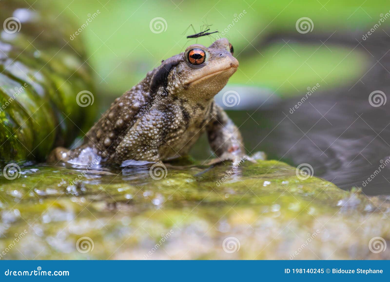 Common Male Toad on a Stone Stock Image - Image of portrait, amphibia ...