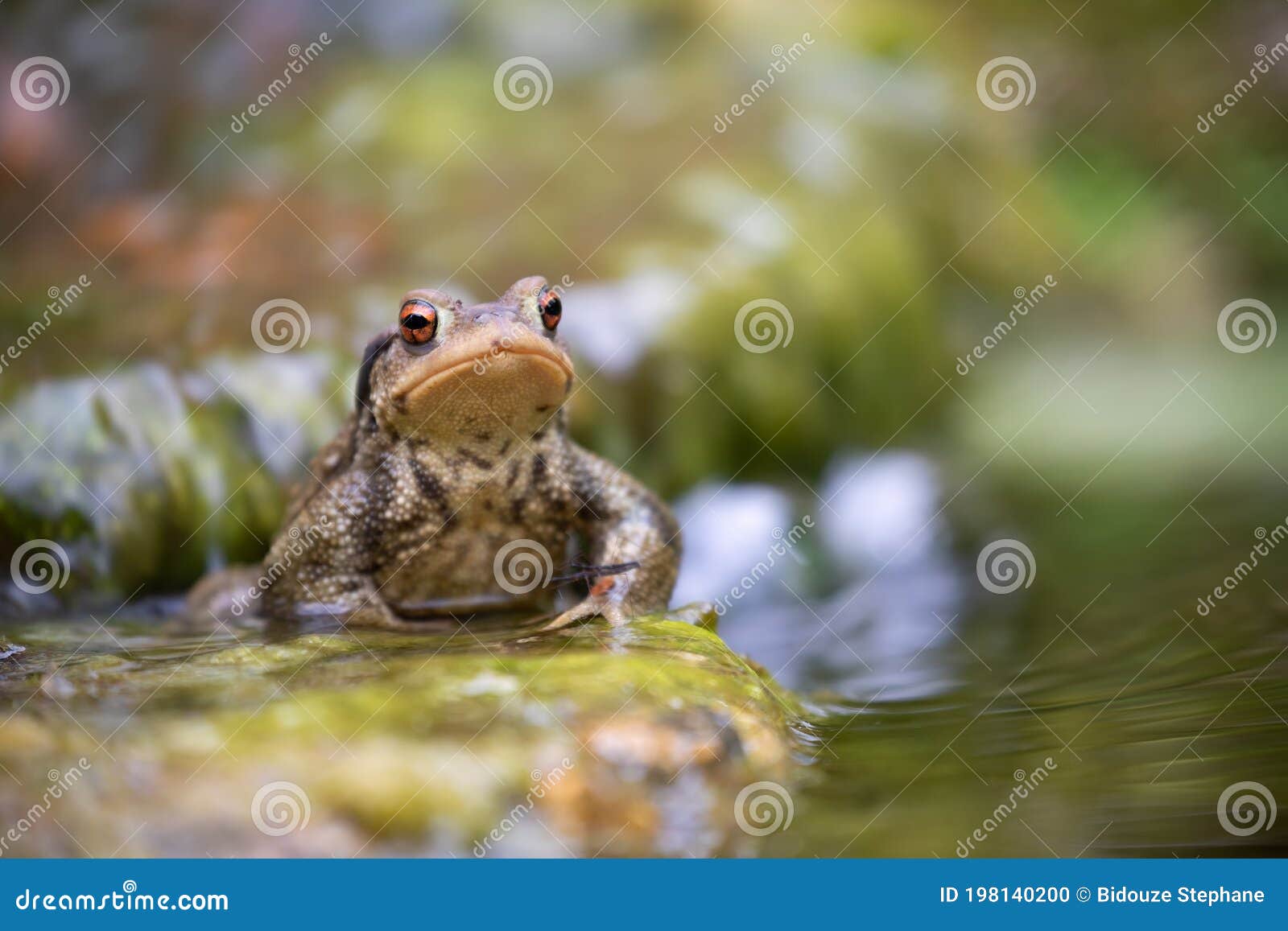 Common Male Toad on a Stone Stock Photo - Image of amphibian, nocturnal ...