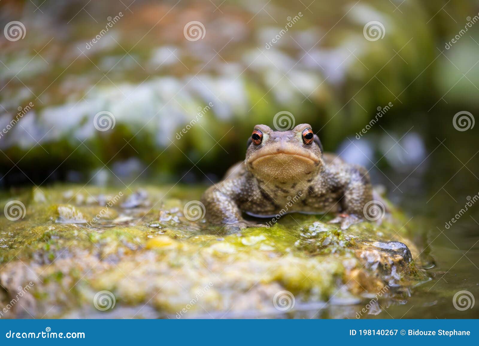 Common Male Toad on a Stone Stock Image - Image of animal, rock: 198140267