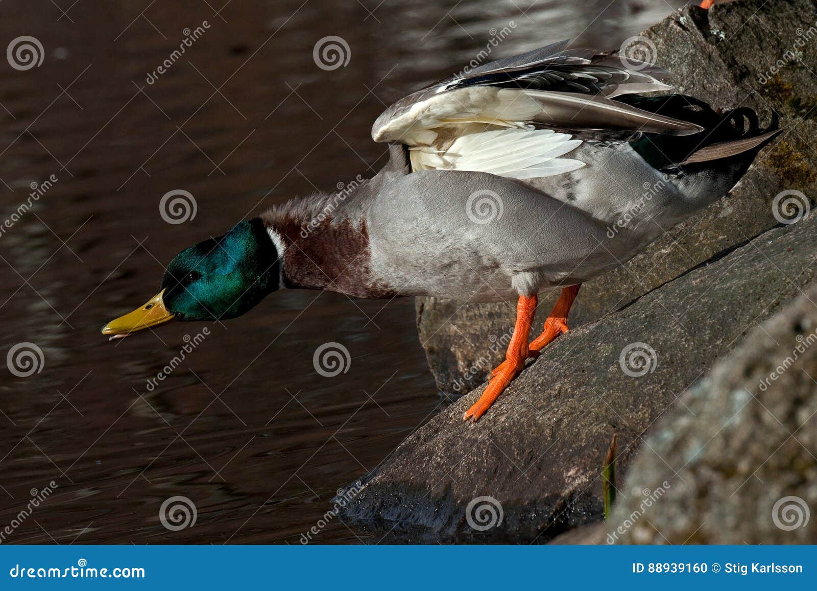 Common mallard duck male stock photo. Image of duck, scenic - 88939160