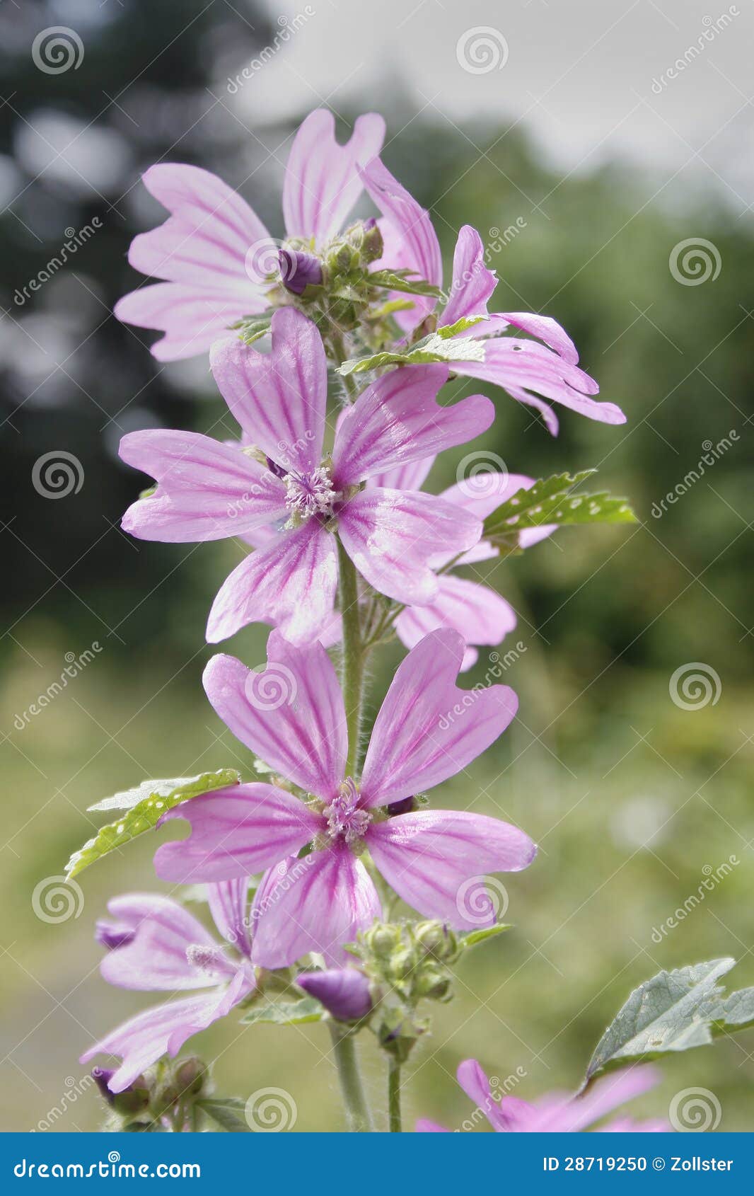 Common Mallow (Malva Sylvestris ) Stock Photo | CartoonDealer.com #56225568