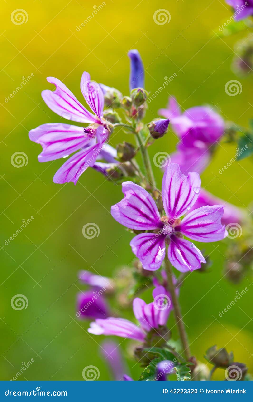 Common Mallow stock photo. Image of sylvestris, malva - 42223320