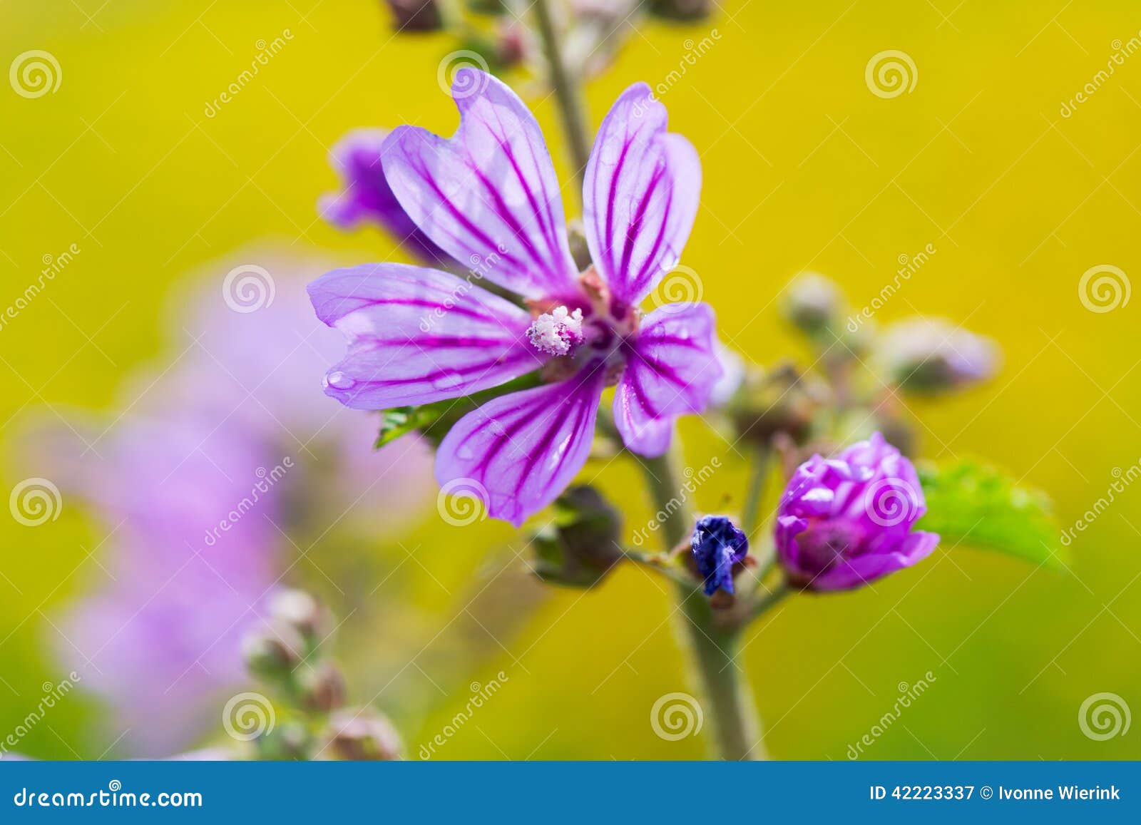 Common Mallow stock image. Image of purple, malva, summer - 42223337