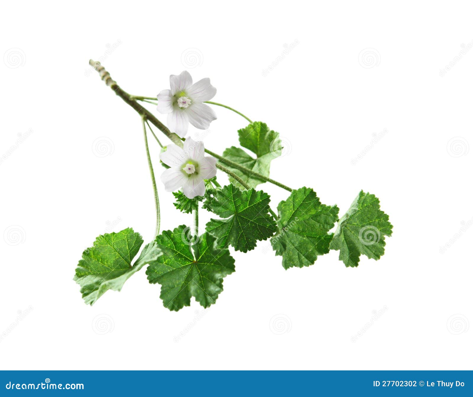 Common Mallow Flower stock photo. Image of branch, leaves - 27702302