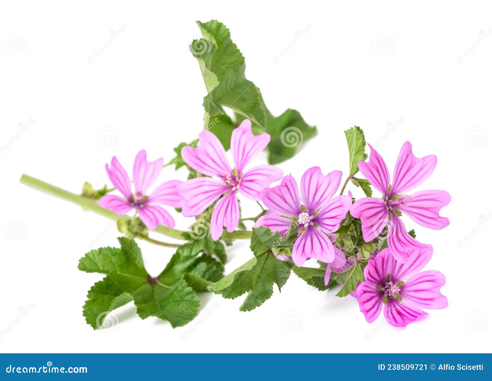 Common Mallow With Root, Green Leaves And Pink Flowers Stock ...