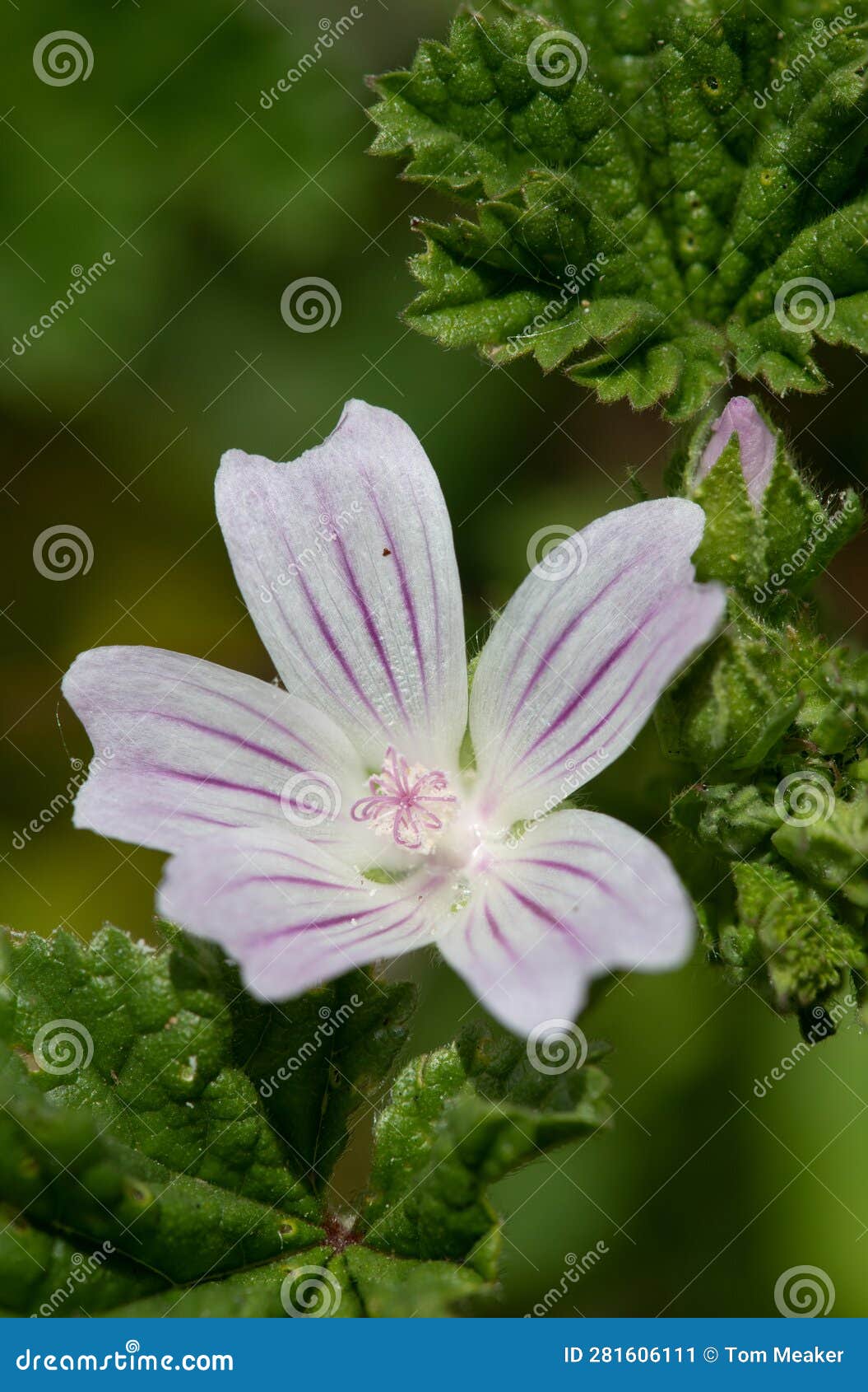 Common Mallow (malva Neglecta) Flower Stock Image - Image of ...