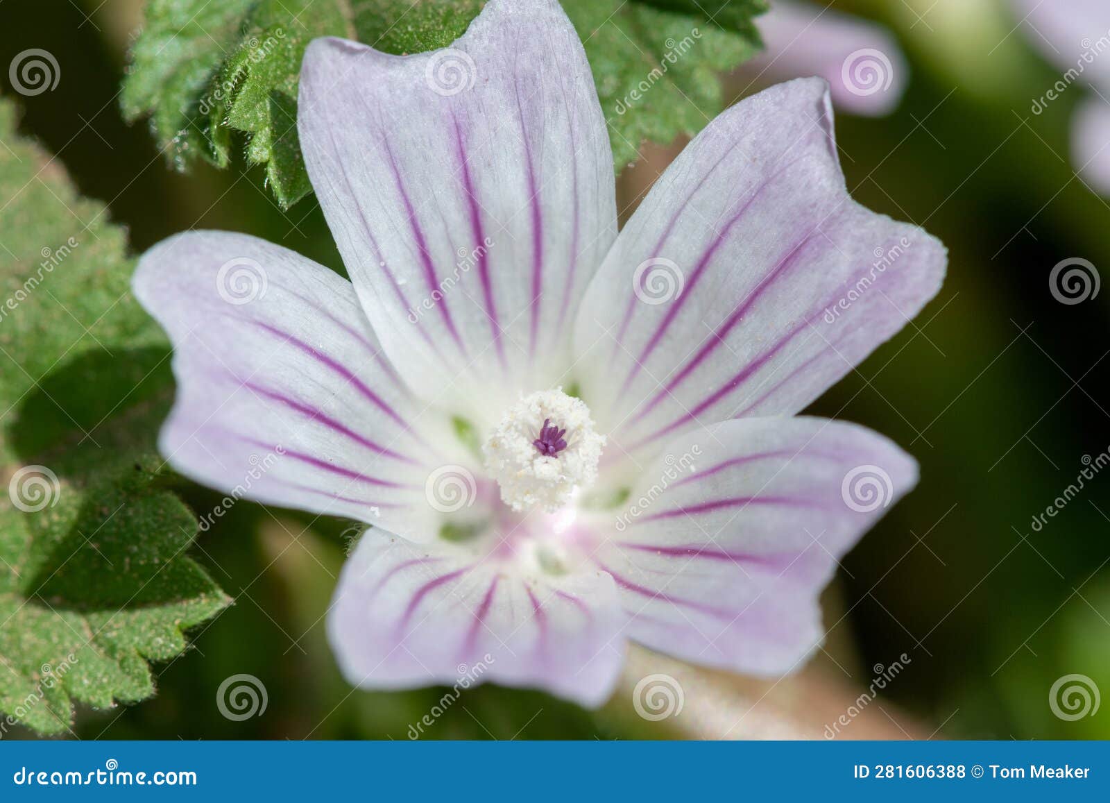 Common Mallow (malva Neglecta) Flower Stock Photo - Image of malva ...