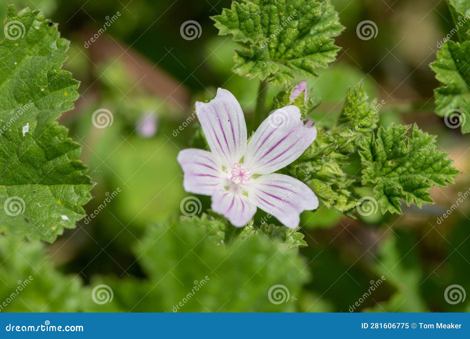 Common Mallow (malva Neglecta) Flower Stock Image - Image of common ...