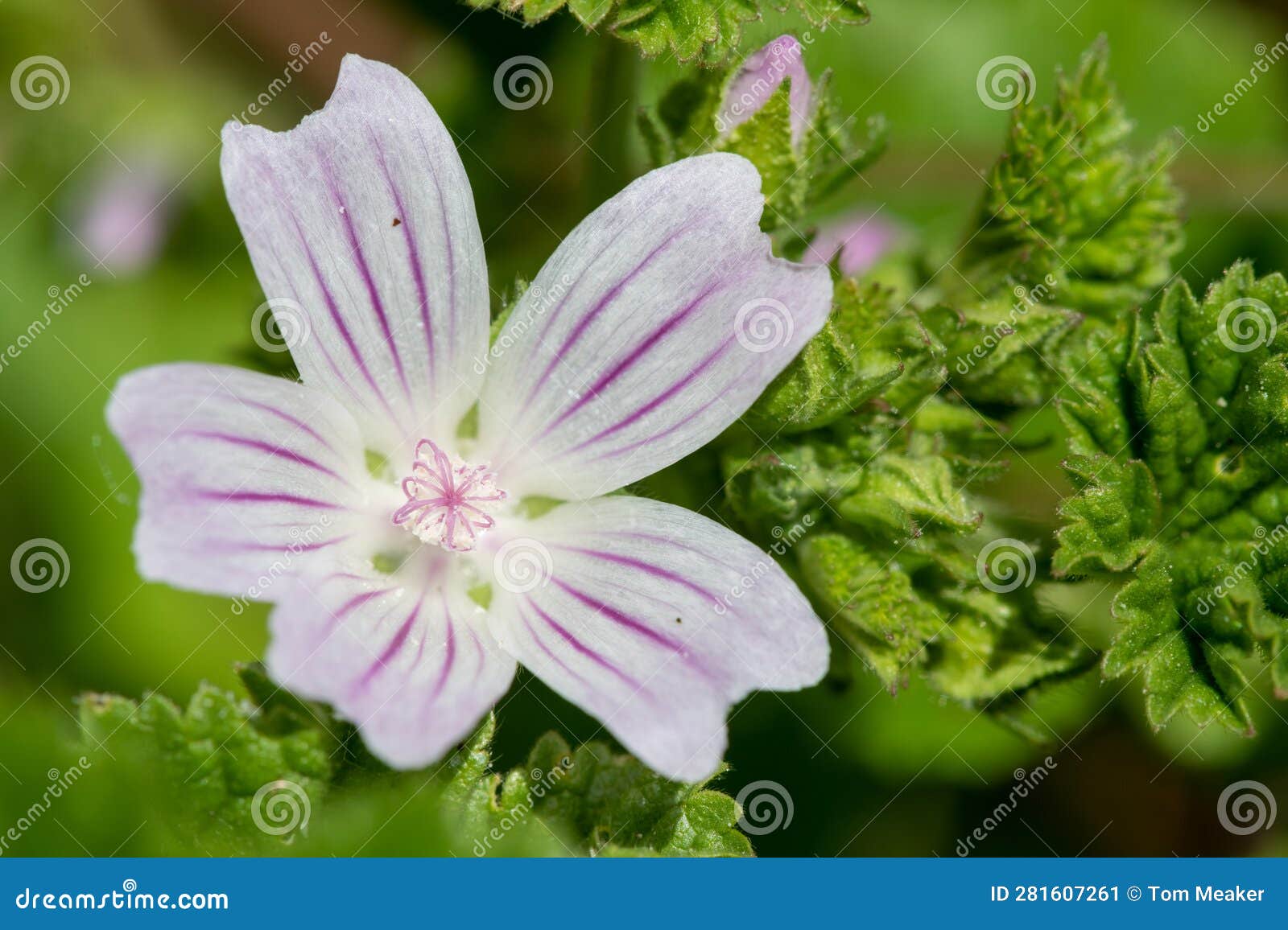Common Mallow (malva Neglecta) Flower Stock Image - Image of flower ...