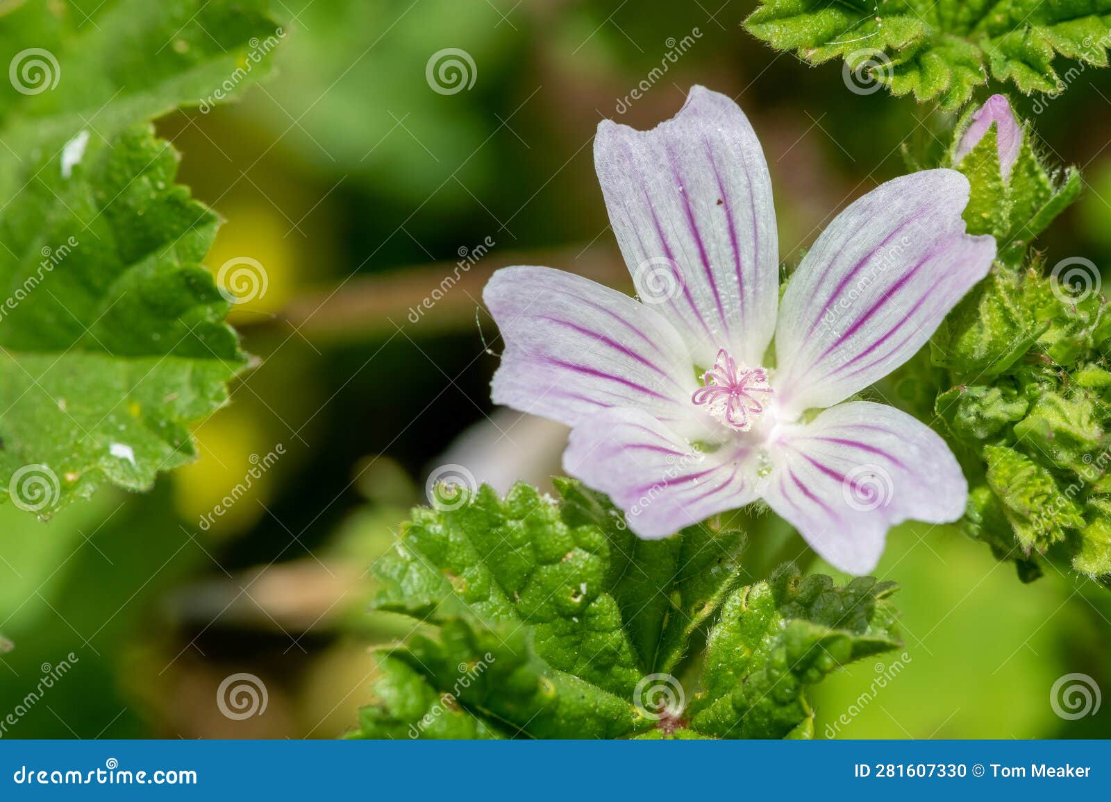 Common Mallow (malva Neglecta) Flower Stock Photo - Image of beauty ...