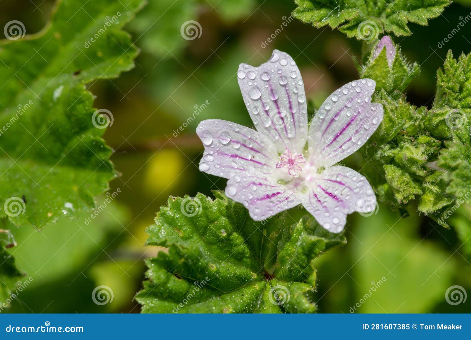 Common Mallow (malva Neglecta) Flower Stock Image - Image of weed ...