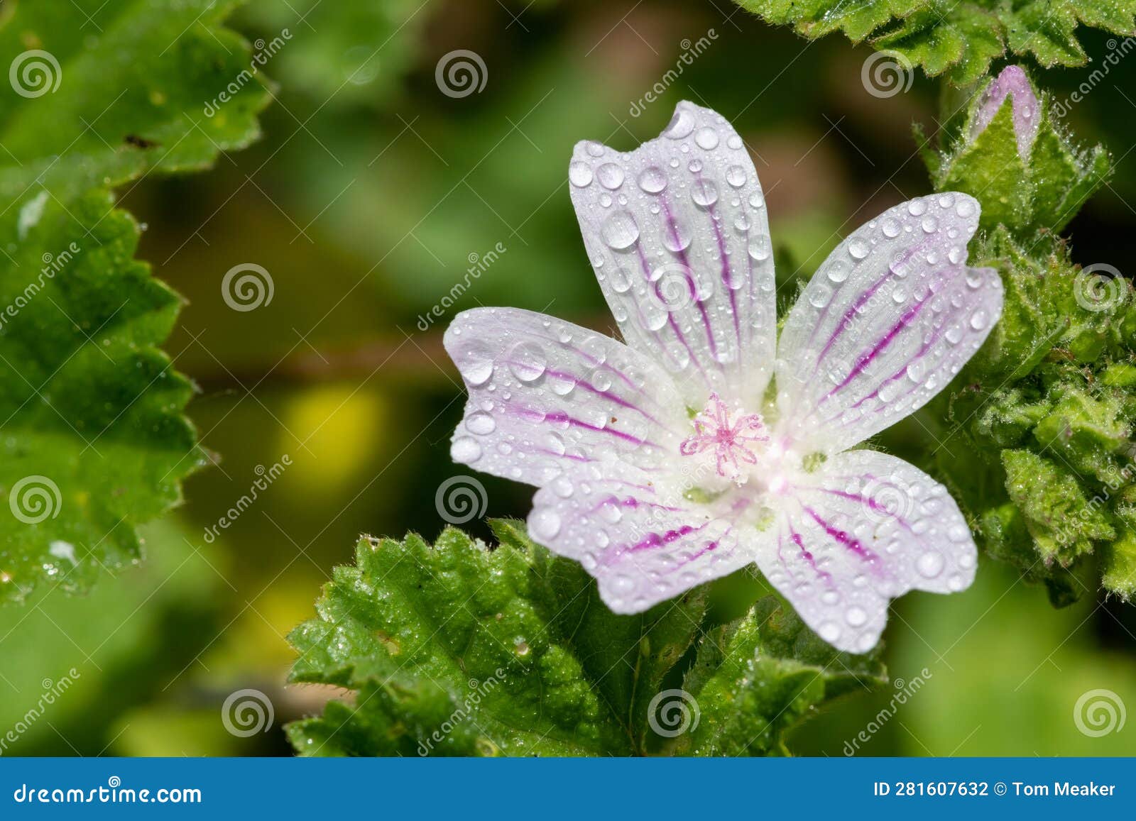 Common Mallow (malva Neglecta) Flower Stock Photo - Image of flora ...