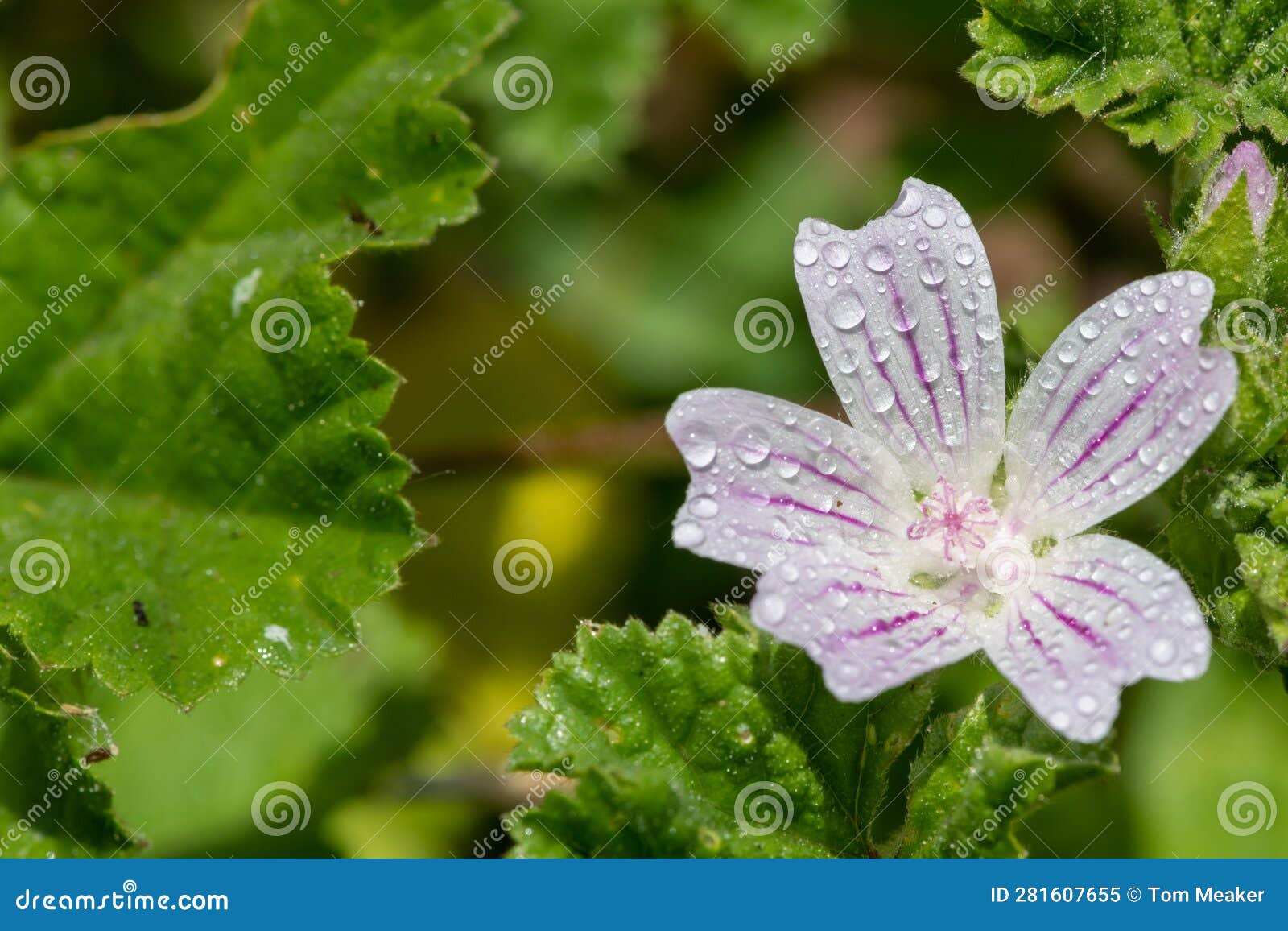 Common Mallow (malva Neglecta) Flower Stock Image - Image of malva ...