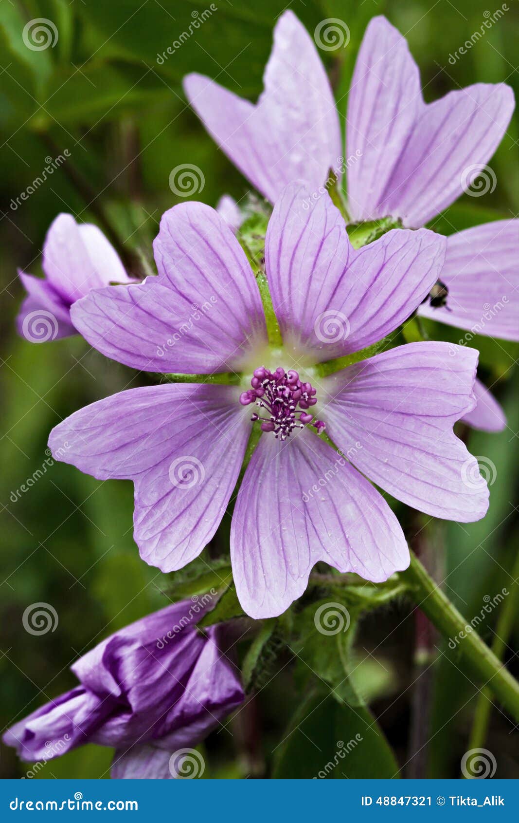 Common mallow stock image. Image of spring, grass, nature - 48847321