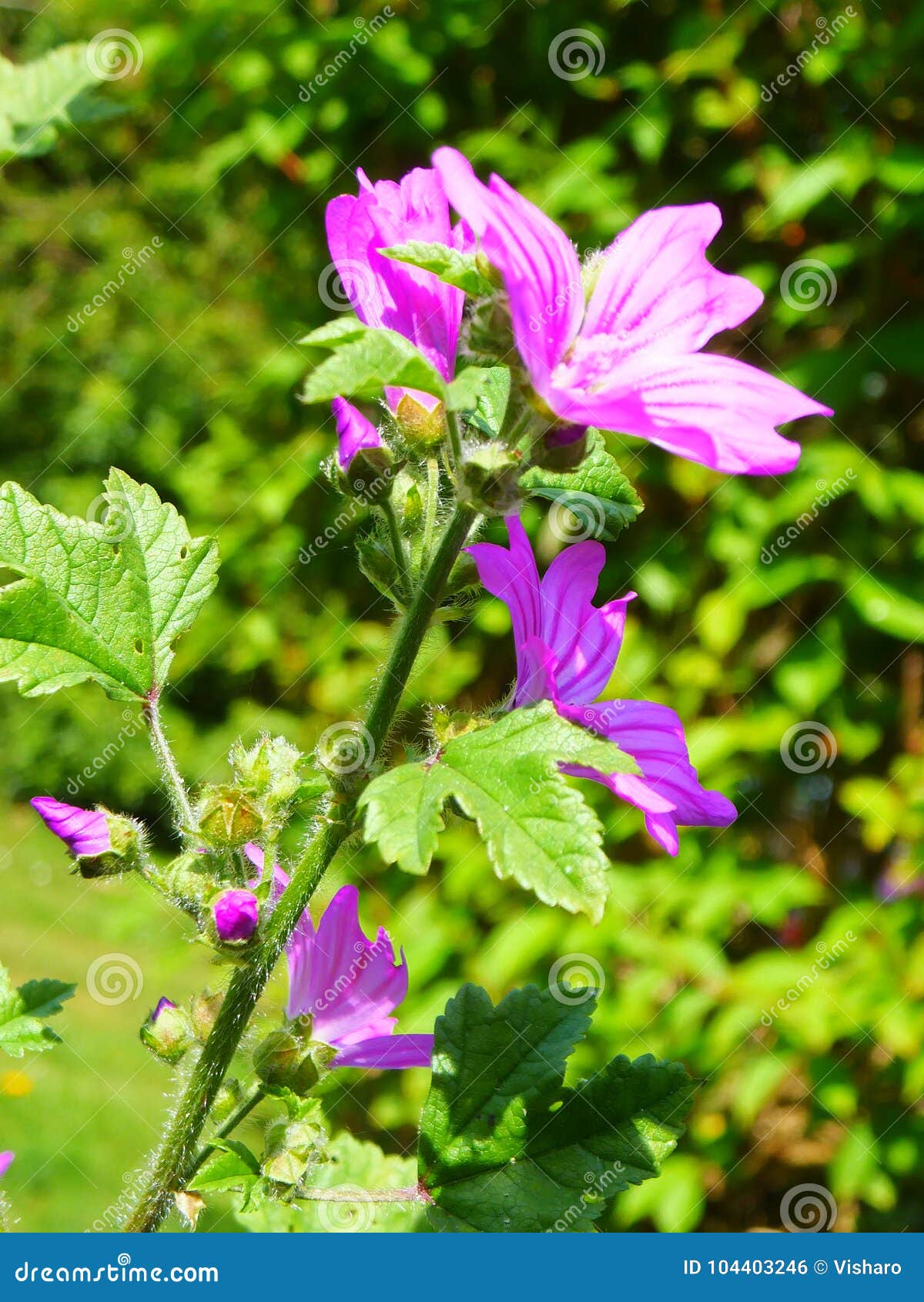 Common Mallow Plant stock photo. Image of invasive, blossom - 104403246