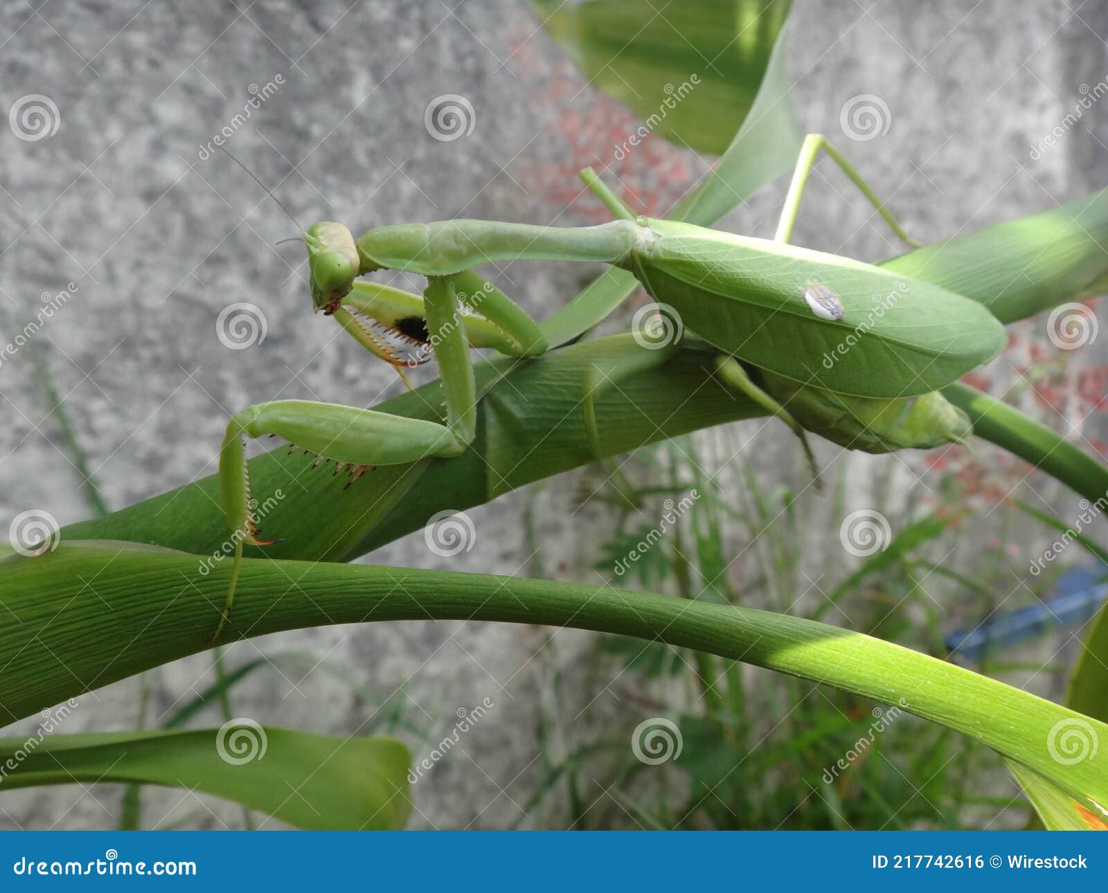 Common Mantis on Fresh Green Leaf Stock Photo - Image of grass, green ...