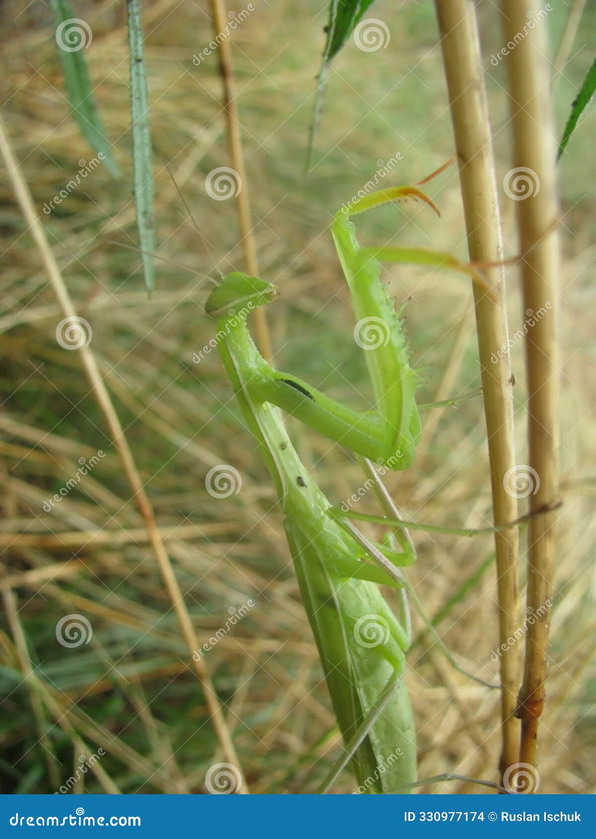 Common mantis green stock photo. Image of nature, lawn - 330977174