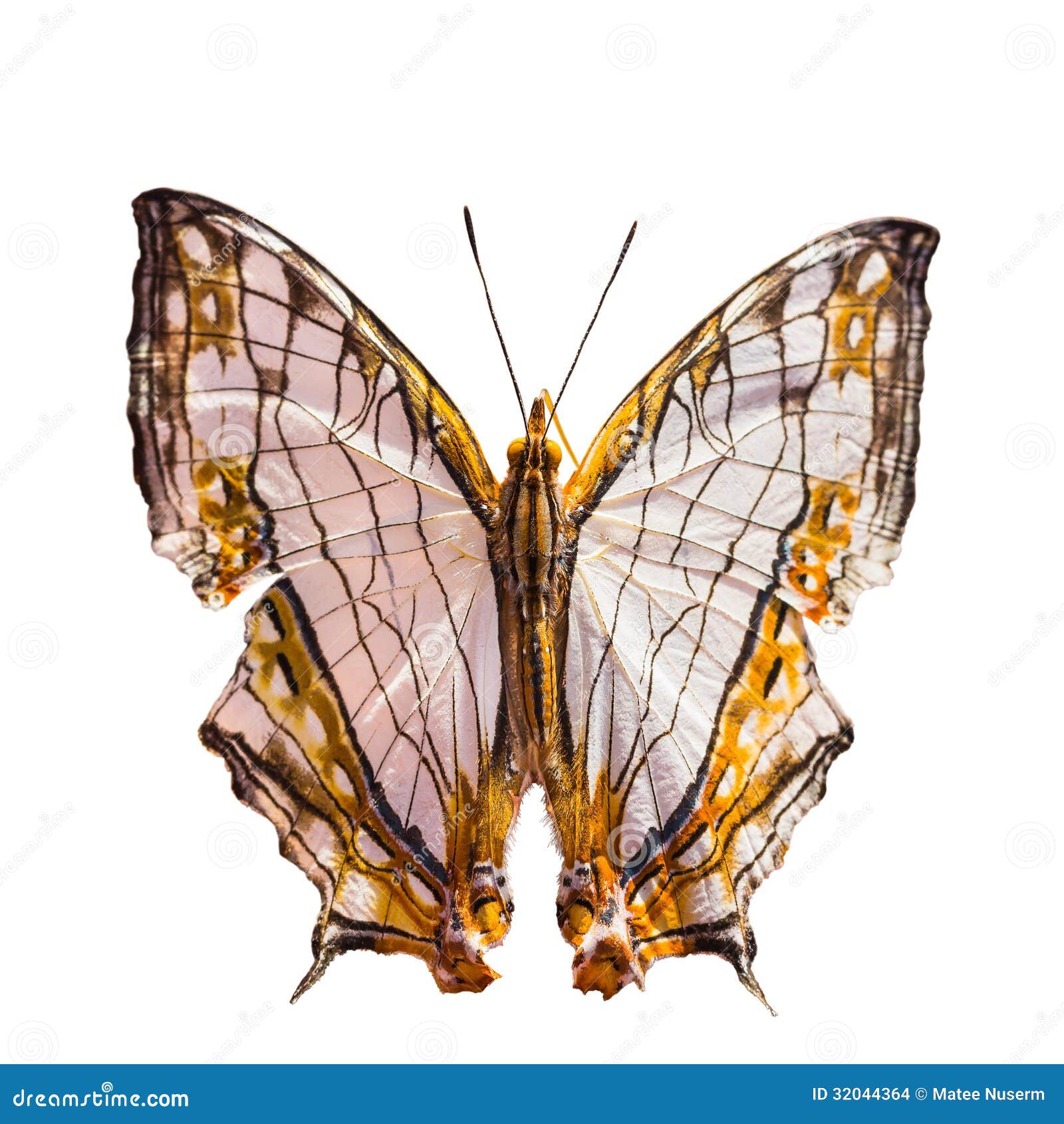 Common map butterfly stock photo. Image of small, graceful - 32044364