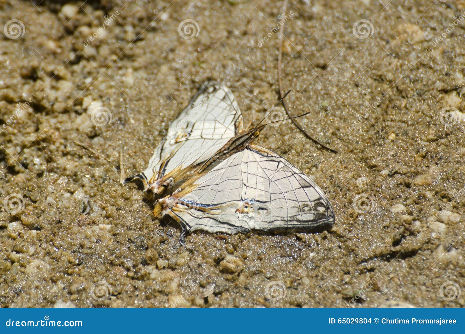The Common Map butterfly stock photo. Image of nature - 65029804