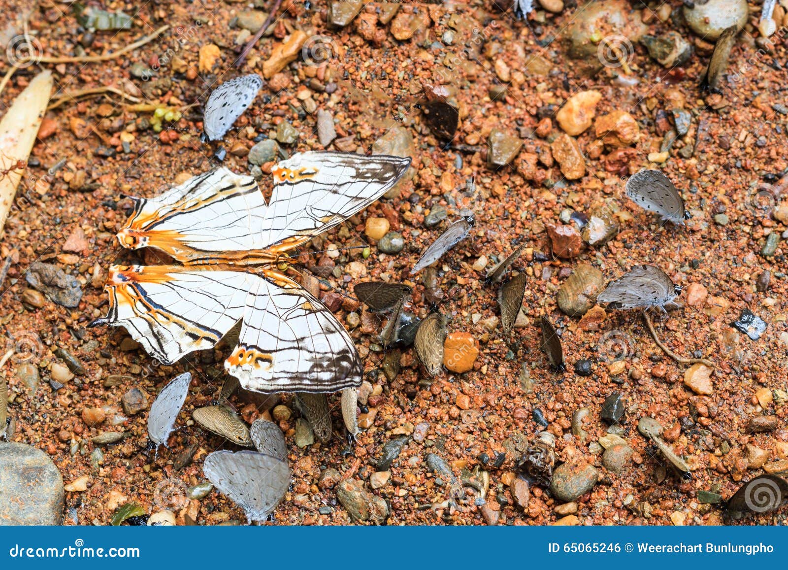 The Common Map butterfly stock photo. Image of insect - 65065246