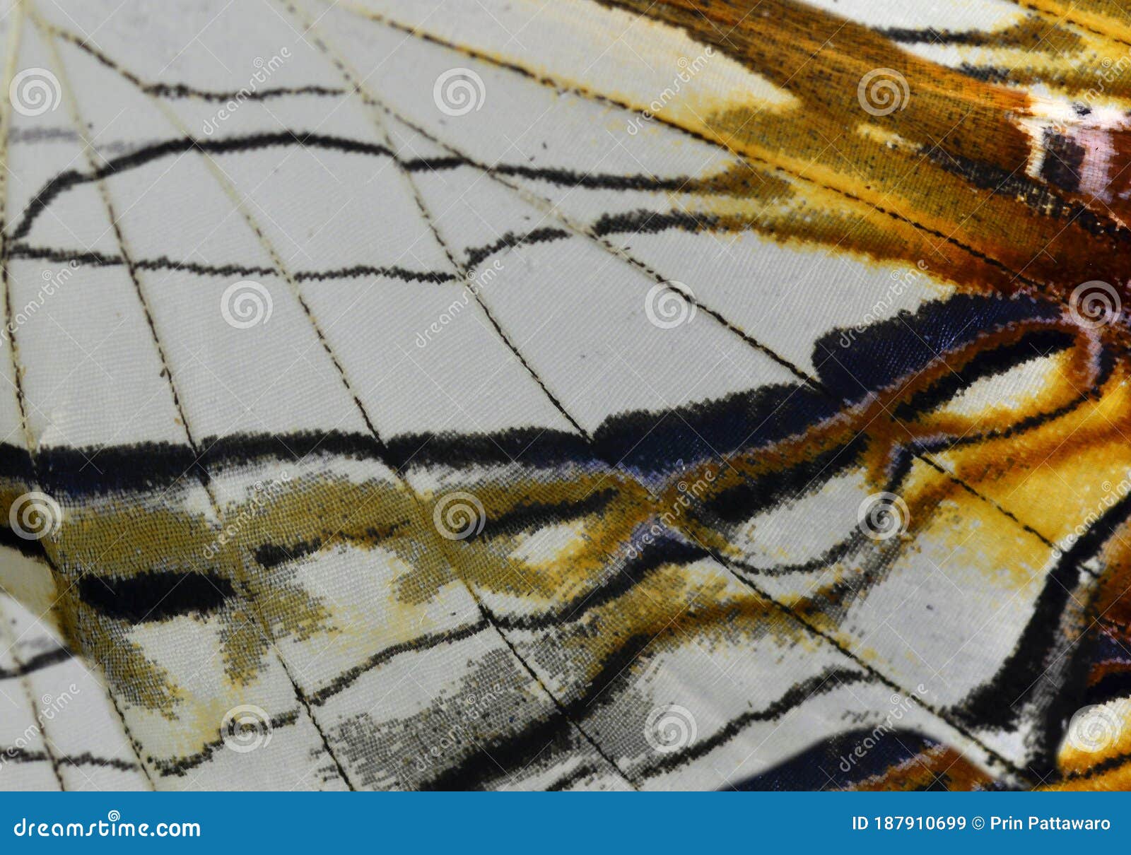 Common Map Butterfly`s Wings in Close Up Texture and Details Stock ...