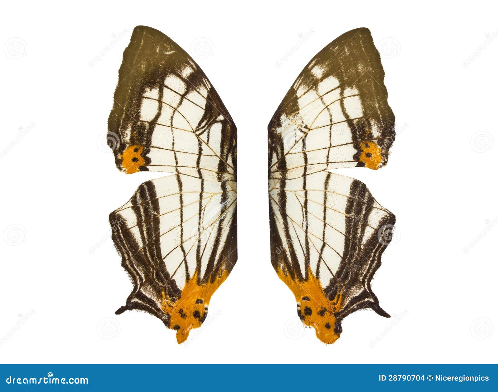 Common Map Butterfly Wings. Stock Photo - Image of large, hairy: 28790704